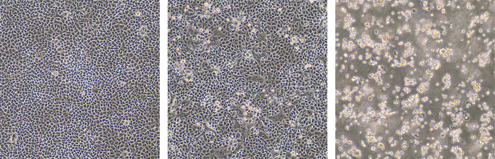 抗ウイルス性・繊維製品（JIS L 1922・ISO 18184） | 一般財団法人カケンテストセンター