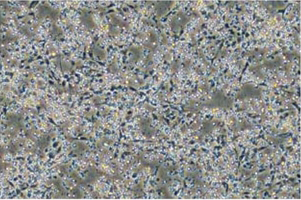 抗ウイルス性・繊維製品（JIS L 1922・ISO 18184） | 一般財団法人カケンテストセンター